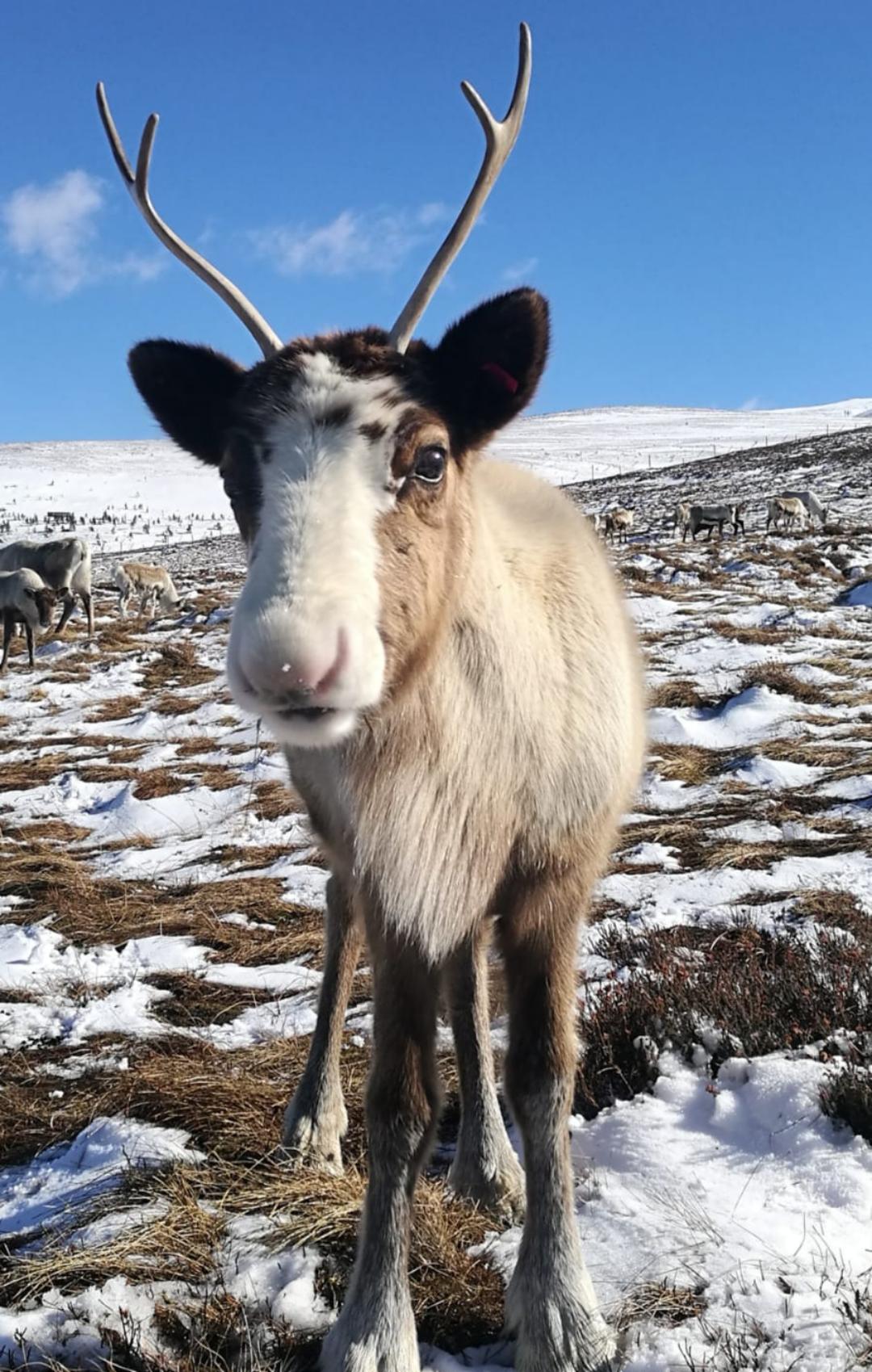 Ben’s reindeer herder interviews (Part 2 of 3) - The Cairngorm Reindeer ...