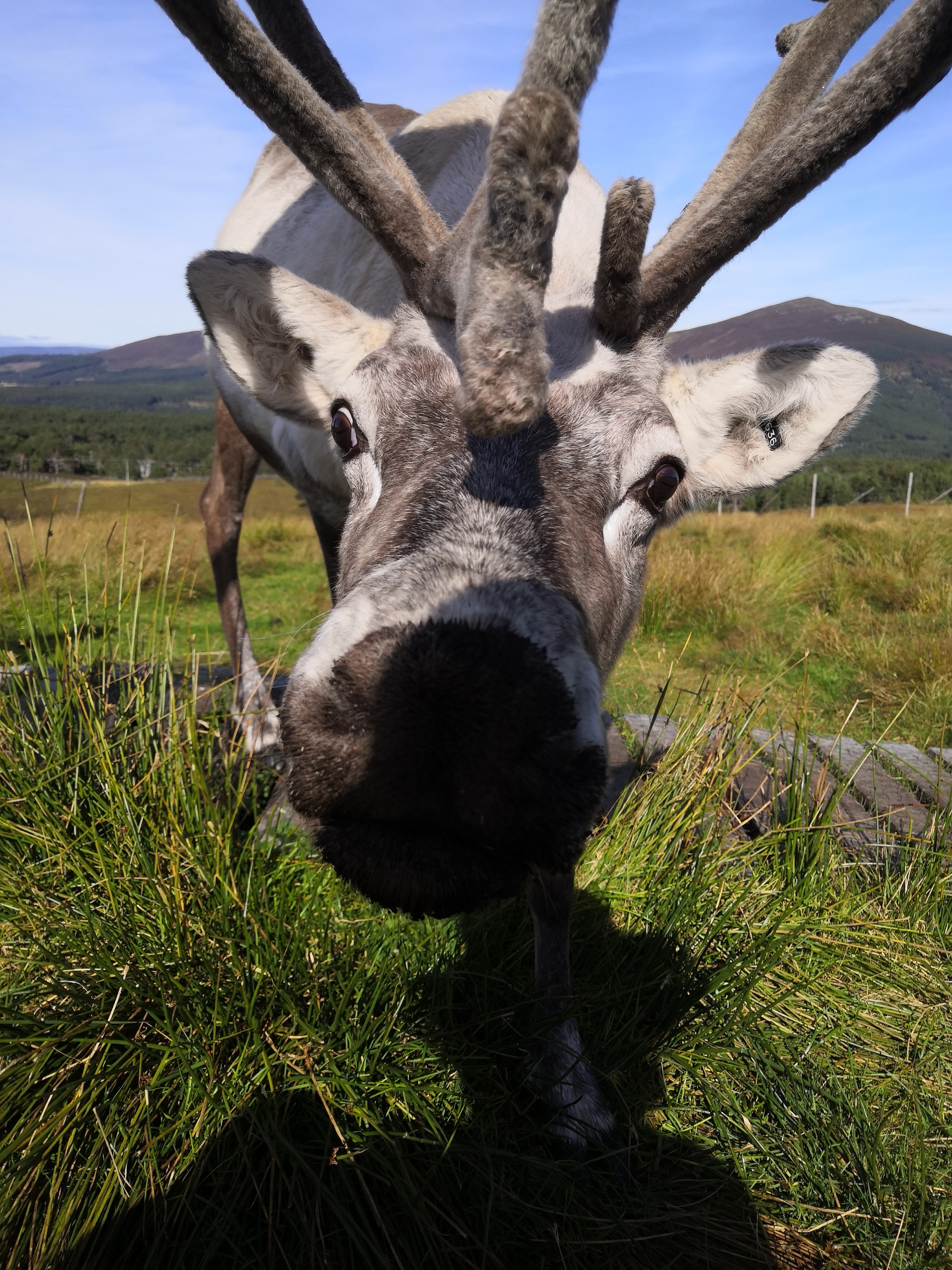November 2019 – The Cairngorm Reindeer Herd