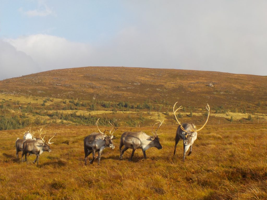 Boot Camp - The Cairngorm Reindeer Herd
