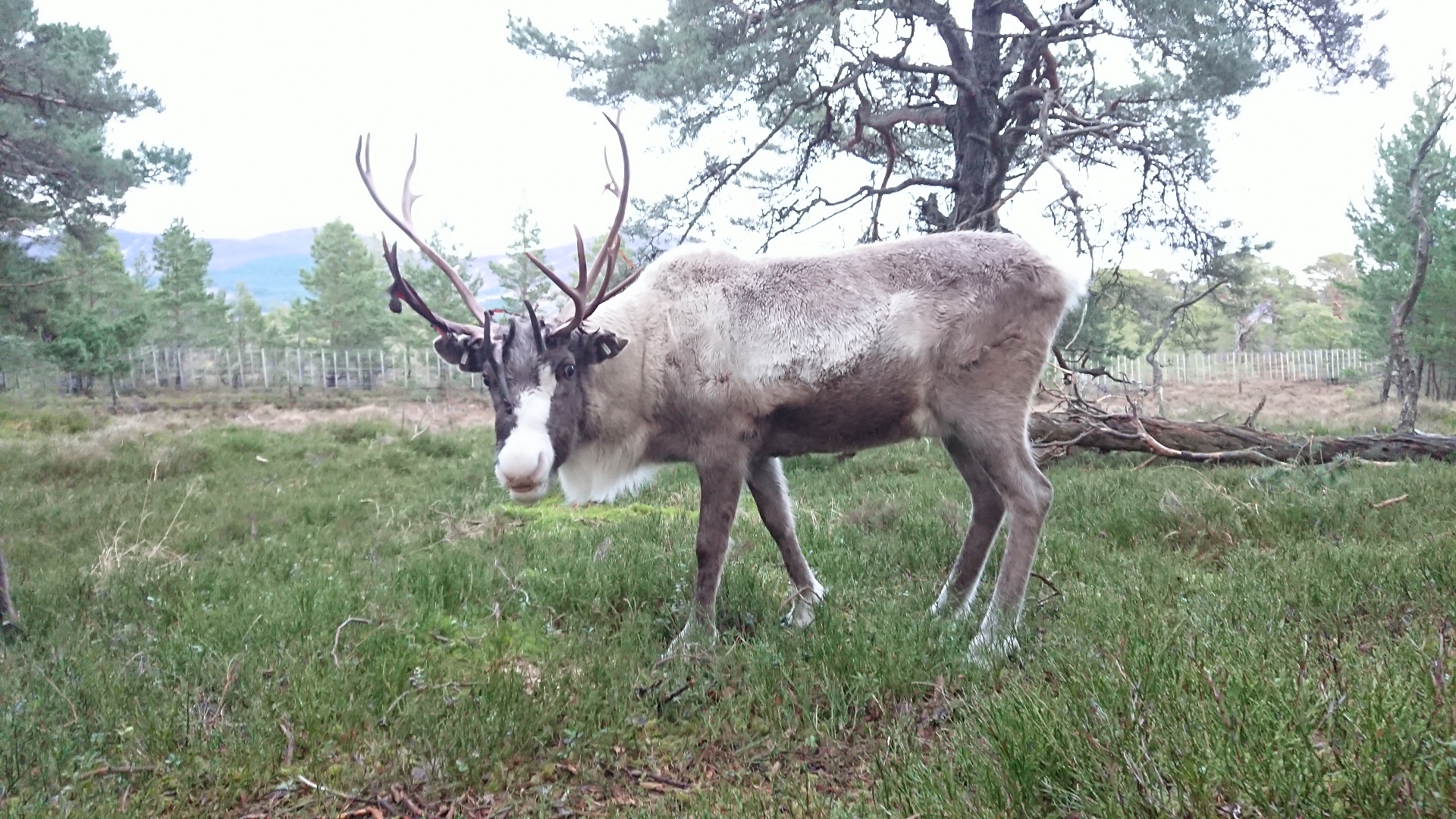 It’s the time of the year when… - The Cairngorm Reindeer Herd