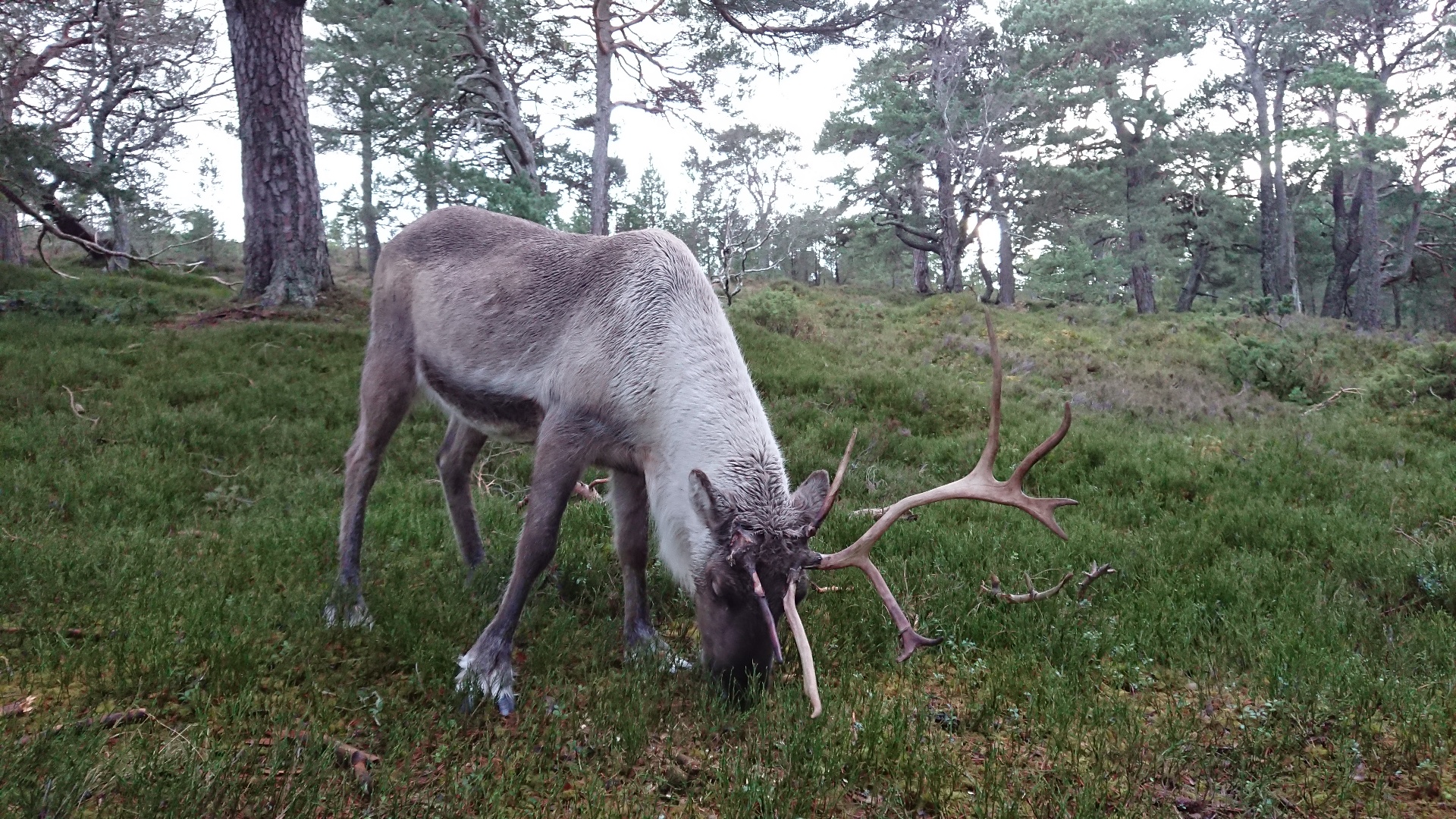 It’s the time of the year when… - The Cairngorm Reindeer Herd