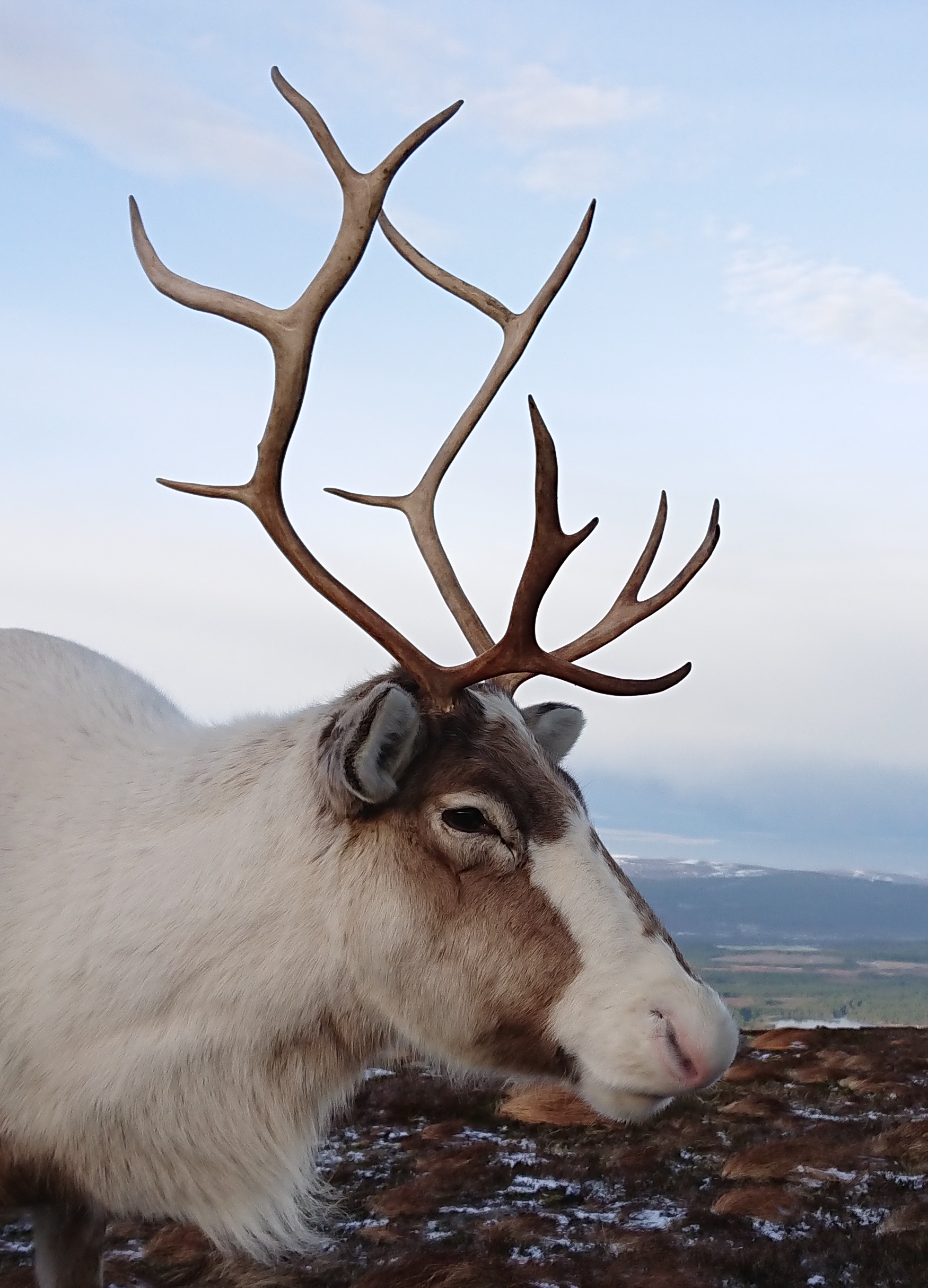 20th March 2020 - The Cairngorm Reindeer Herd