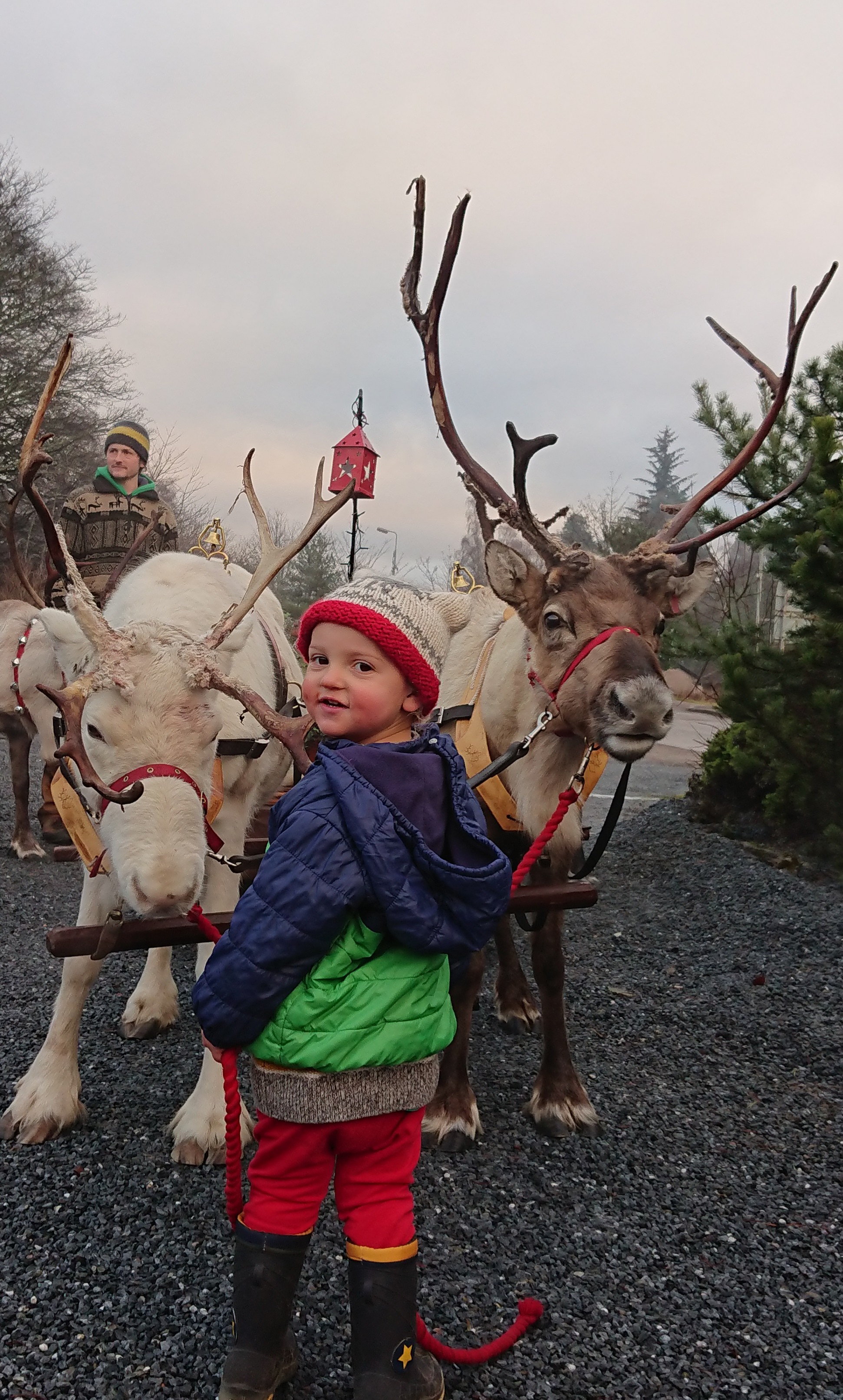 Local Christmas Events - The Cairngorm Reindeer Herd