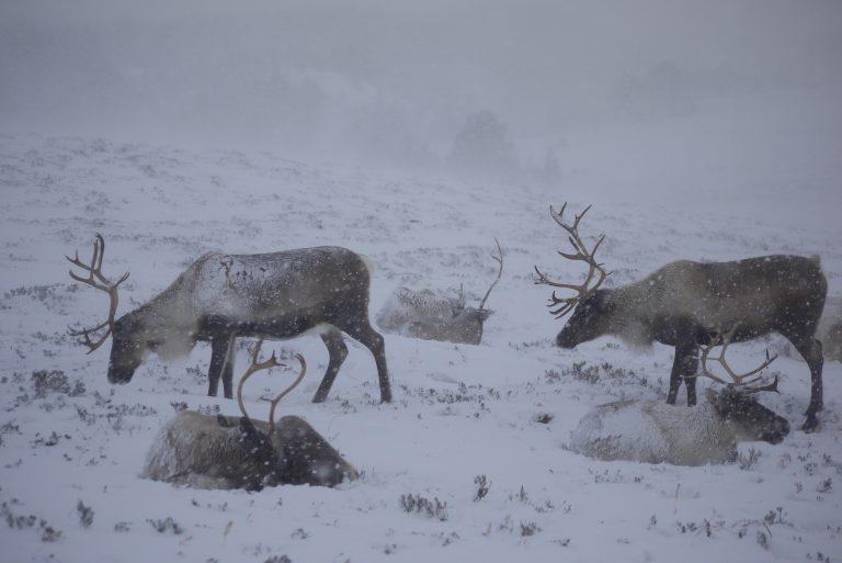 Weather the Storm - The Cairngorm Reindeer Herd