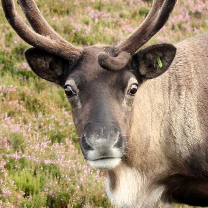 Adopt - The Cairngorm Reindeer Herd