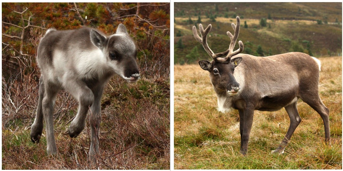 June, 2020 - The Cairngorm Reindeer Herd