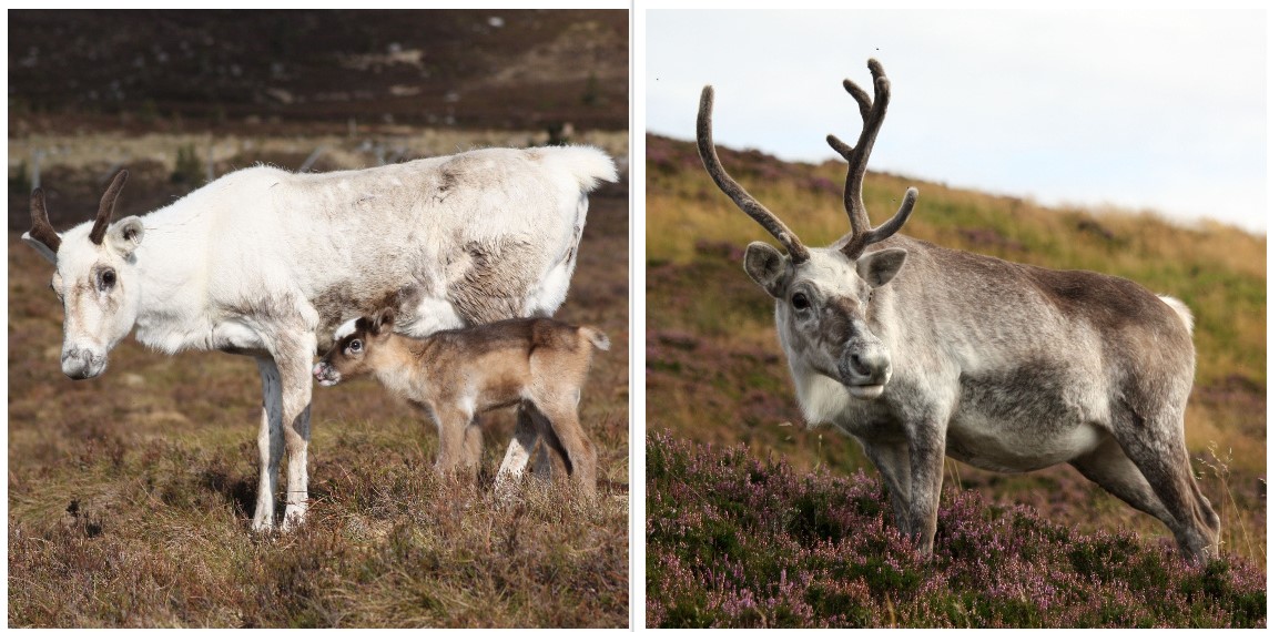 June, 2020 - The Cairngorm Reindeer Herd
