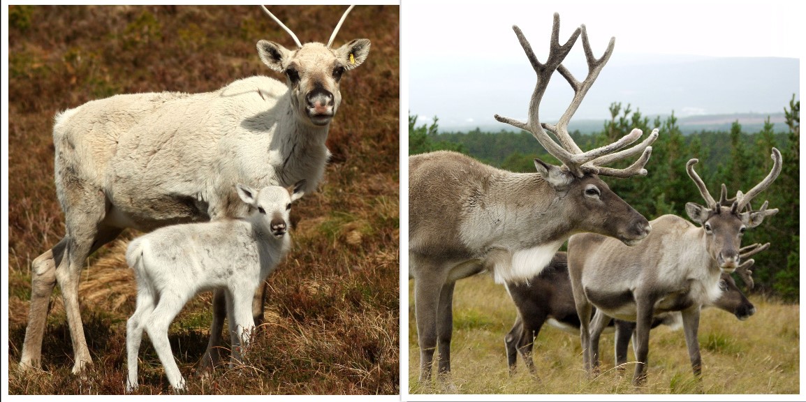 June, 2020 - The Cairngorm Reindeer Herd