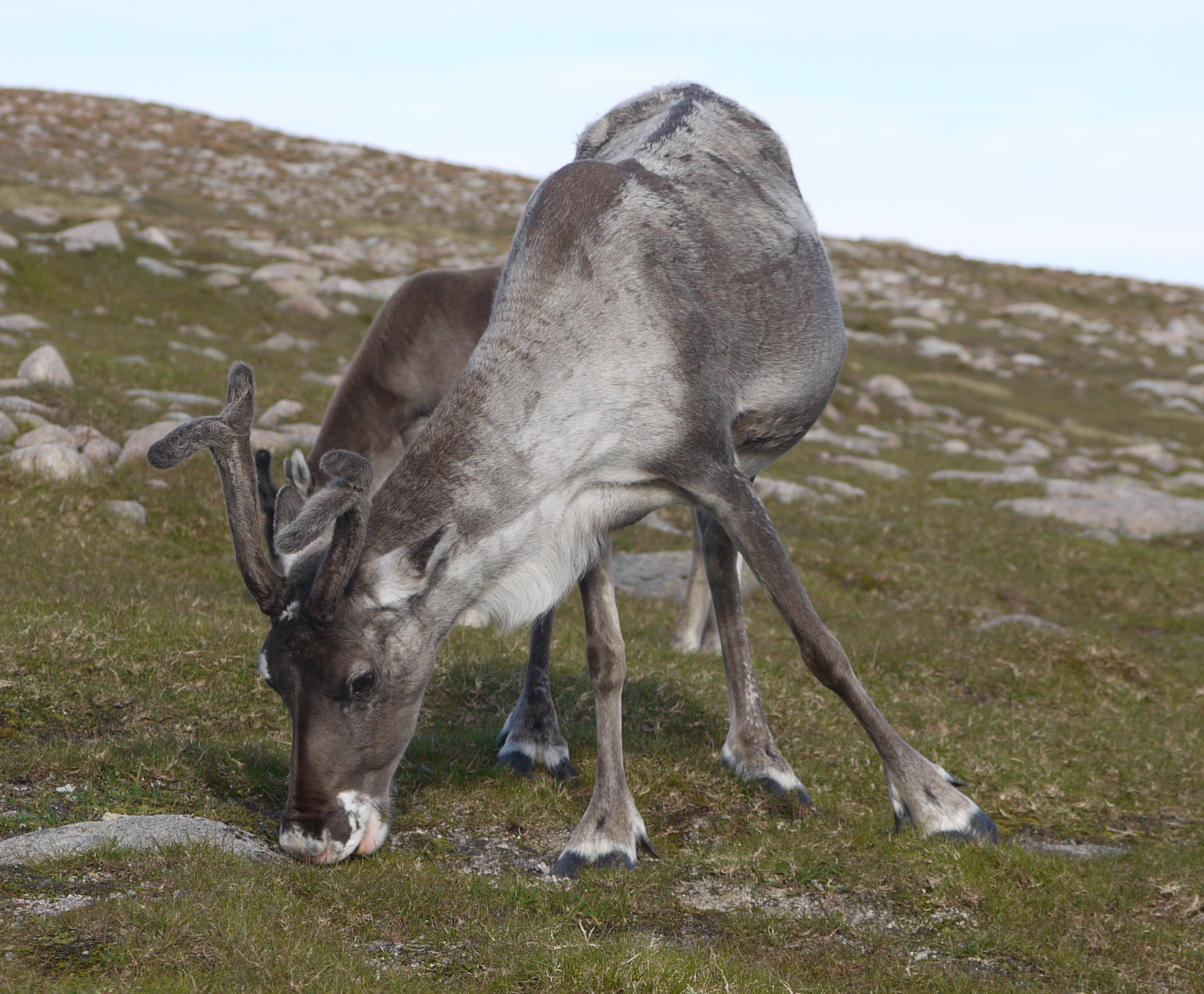 Pedicures for reindeer - The Cairngorm Reindeer Herd