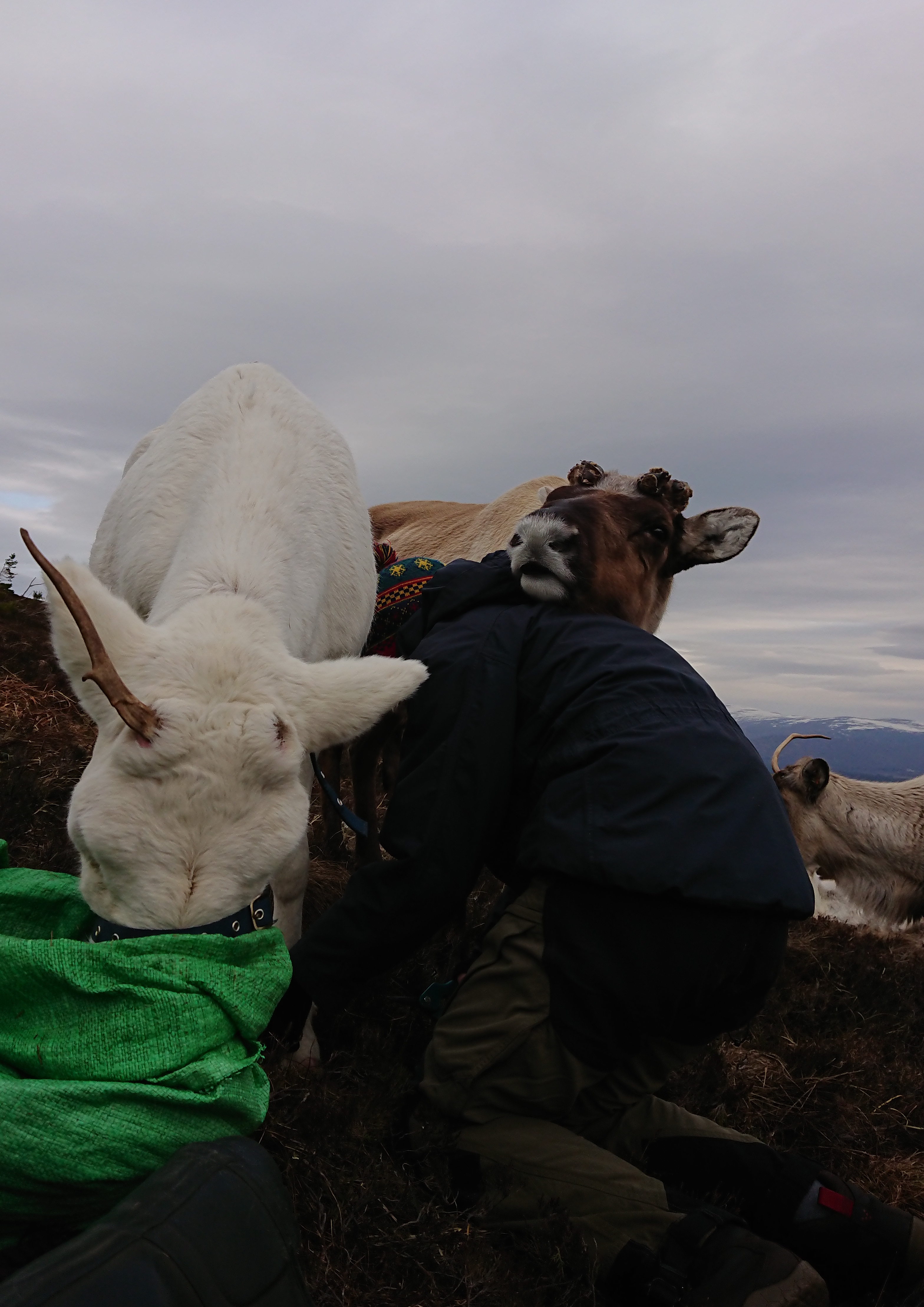 Pedicures for reindeer - The Cairngorm Reindeer Herd