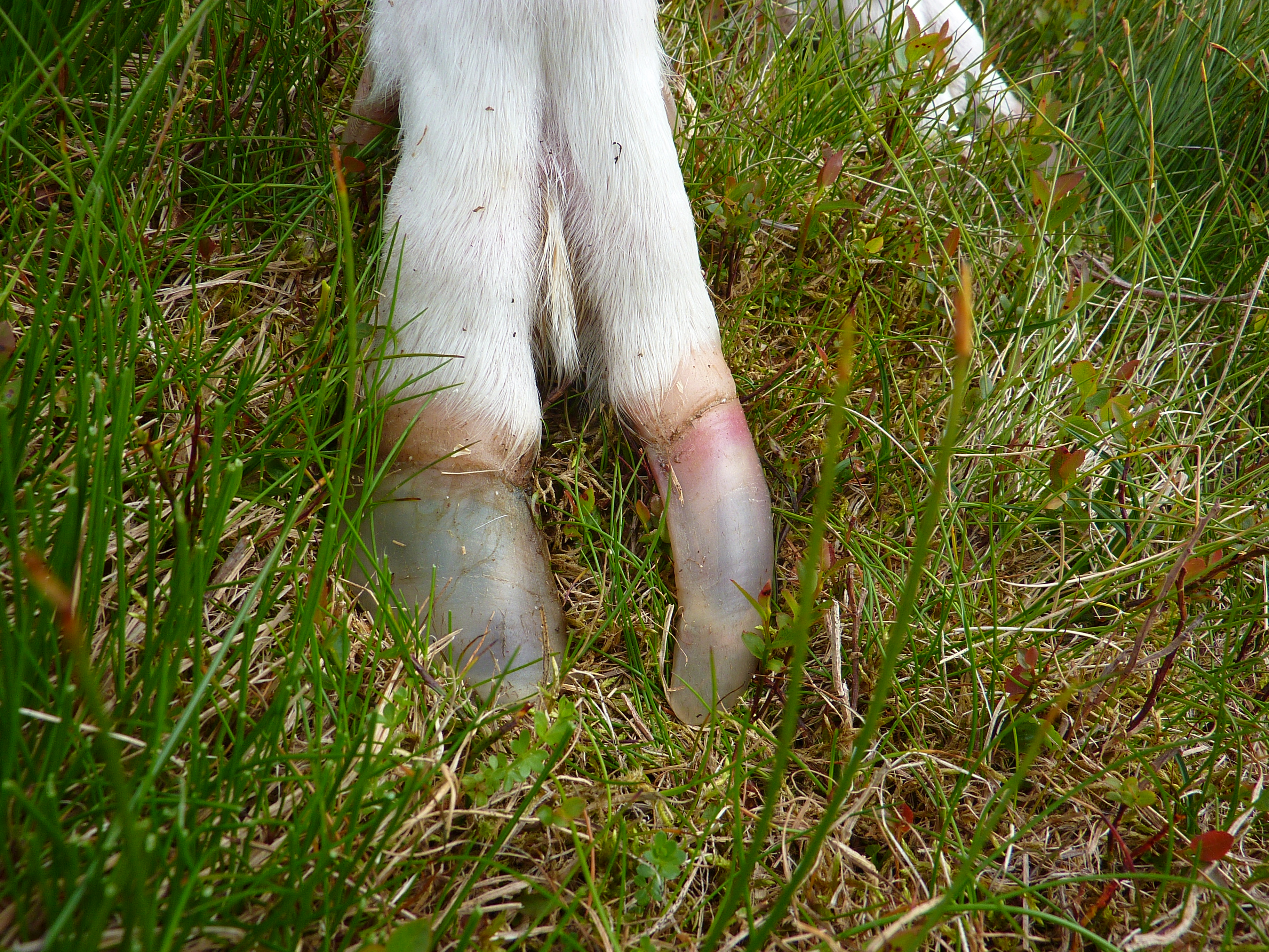 Pedicures for reindeer - The Cairngorm Reindeer Herd