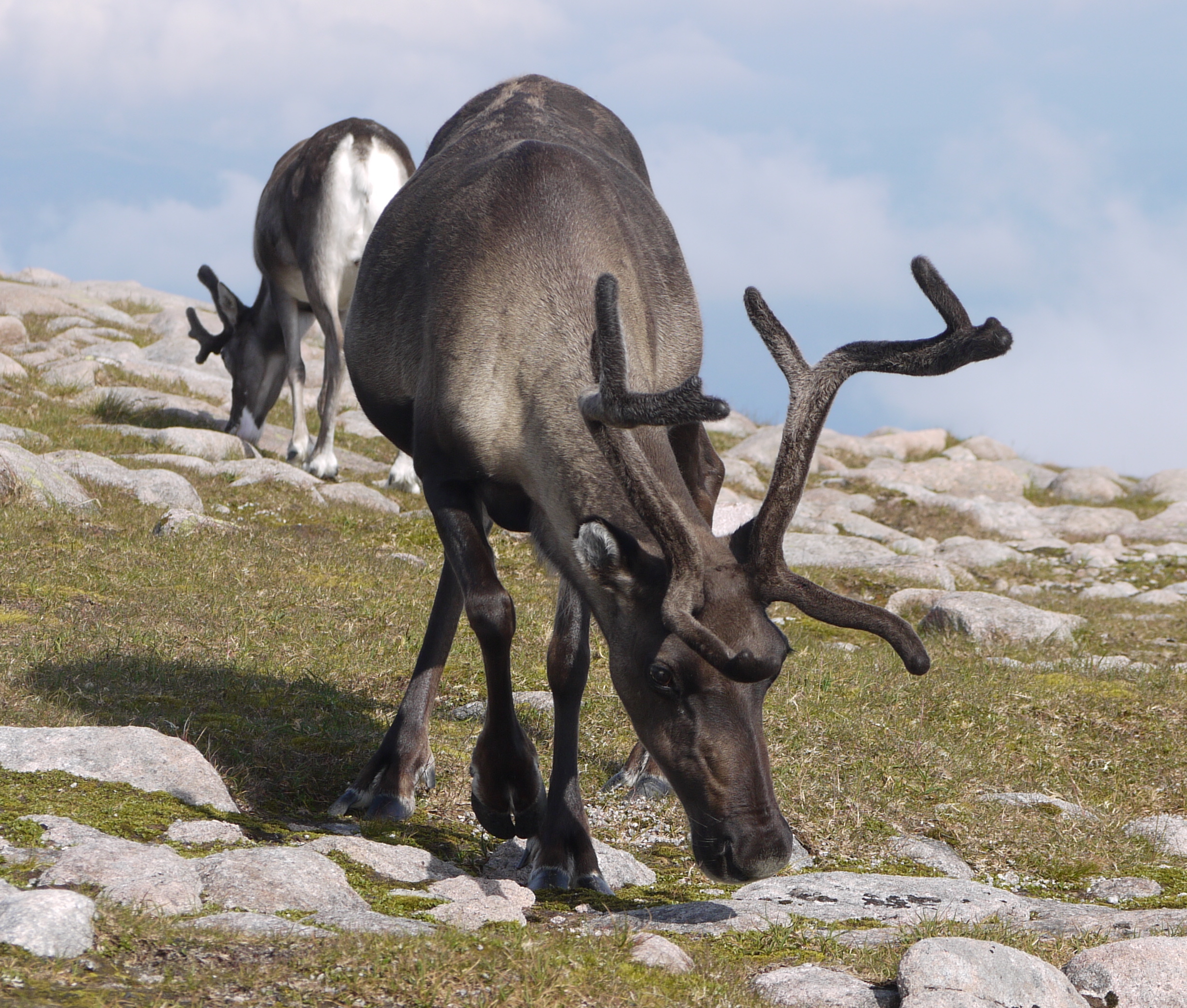 Pedicures for reindeer - The Cairngorm Reindeer Herd