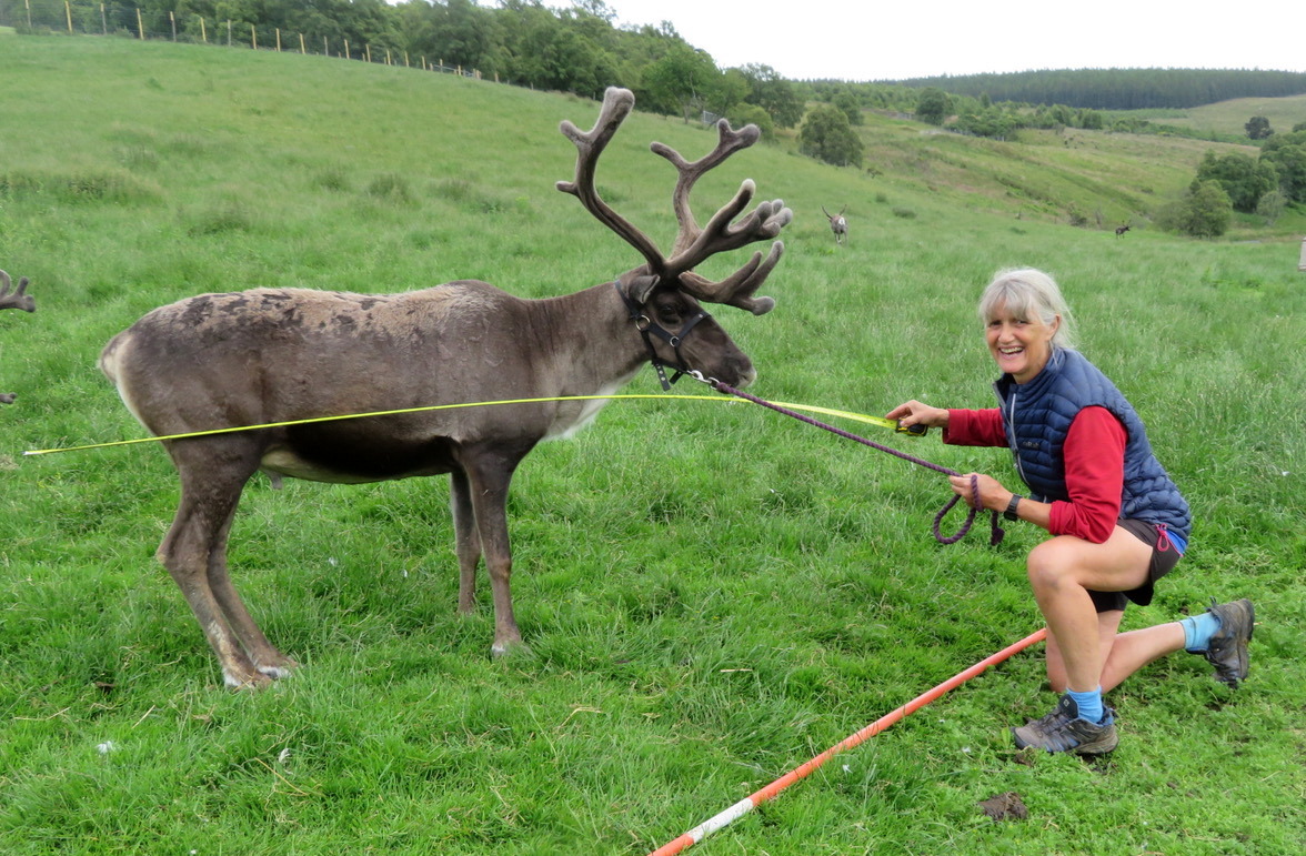 Social distancing- reindeer style! – The Cairngorm Reindeer Herd