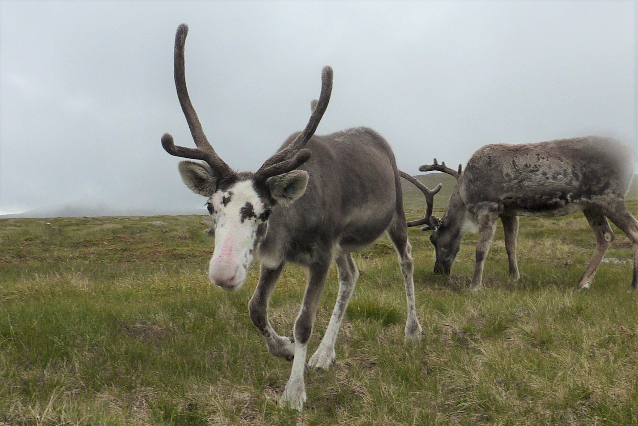 Lockdown (reindeer) hairstyles! – The Cairngorm Reindeer Herd