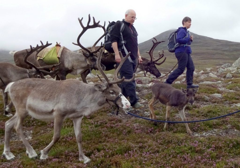 Reindeer impressions - The Cairngorm Reindeer Herd