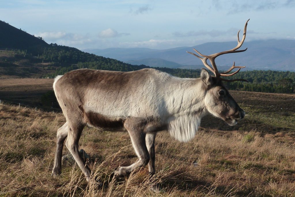 Memorable Reindeer of the past: Indigo - The Cairngorm Reindeer Herd