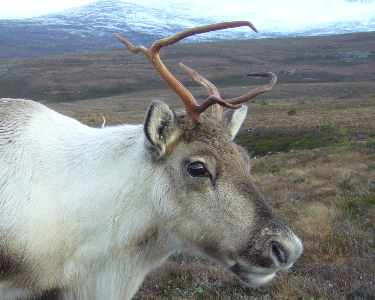 Memorable Reindeer of the past: Indigo - The Cairngorm Reindeer Herd