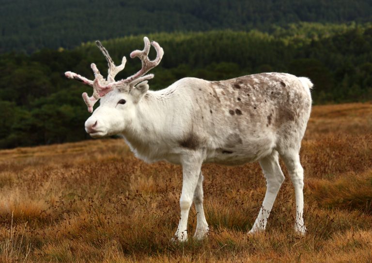 All the colours of the rainbow (Part One) - The Cairngorm Reindeer Herd