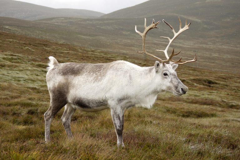 All the colours of the rainbow (Part One) - The Cairngorm Reindeer Herd