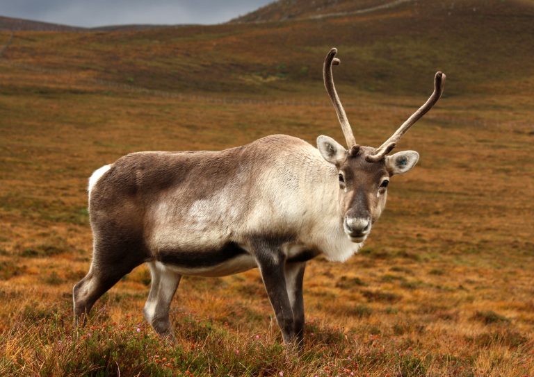 All the colours of the rainbow (Part One) - The Cairngorm Reindeer Herd