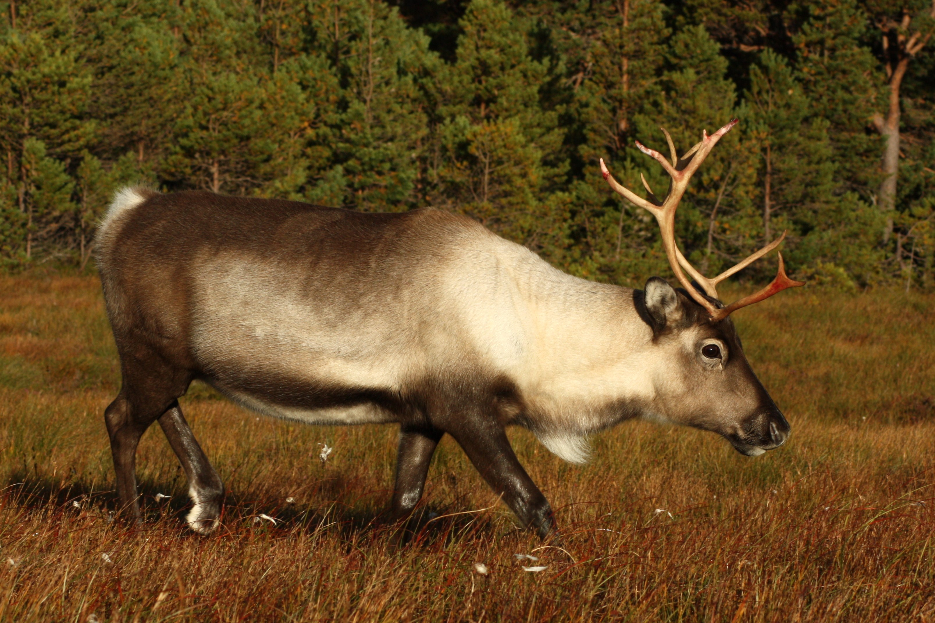 All the colours of the rainbow (Part One) - The Cairngorm Reindeer Herd