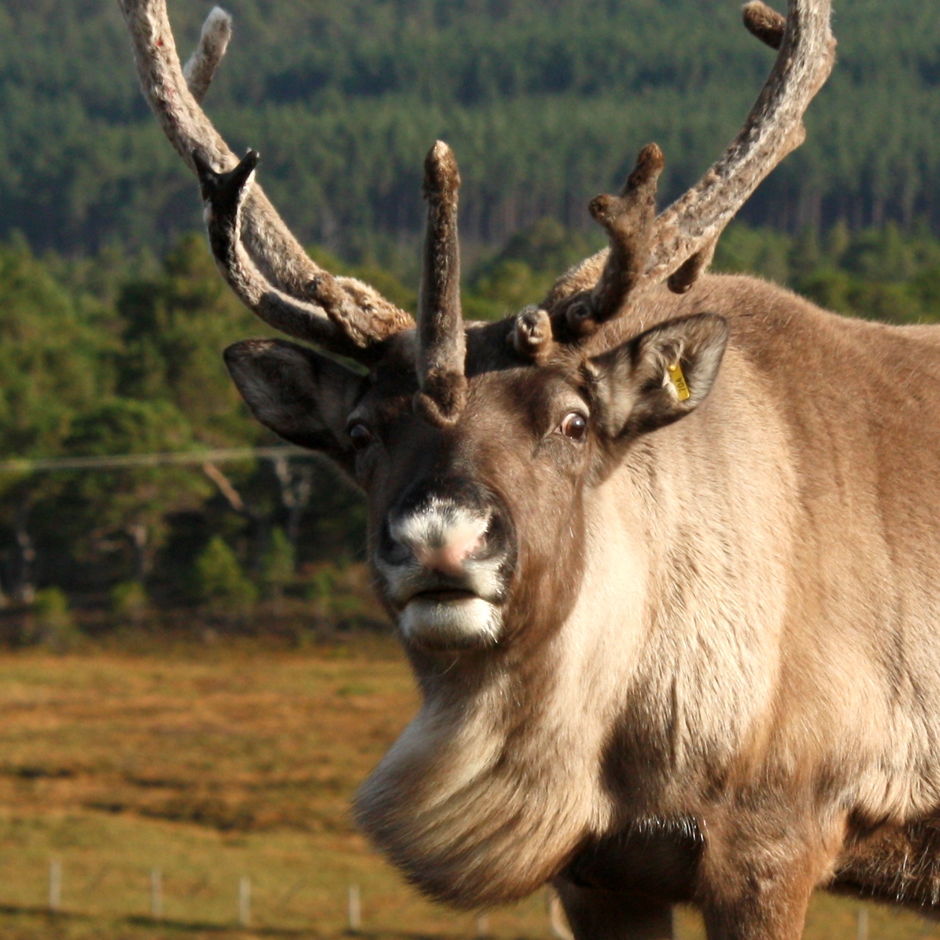 2020 - The Cairngorm Reindeer Herd