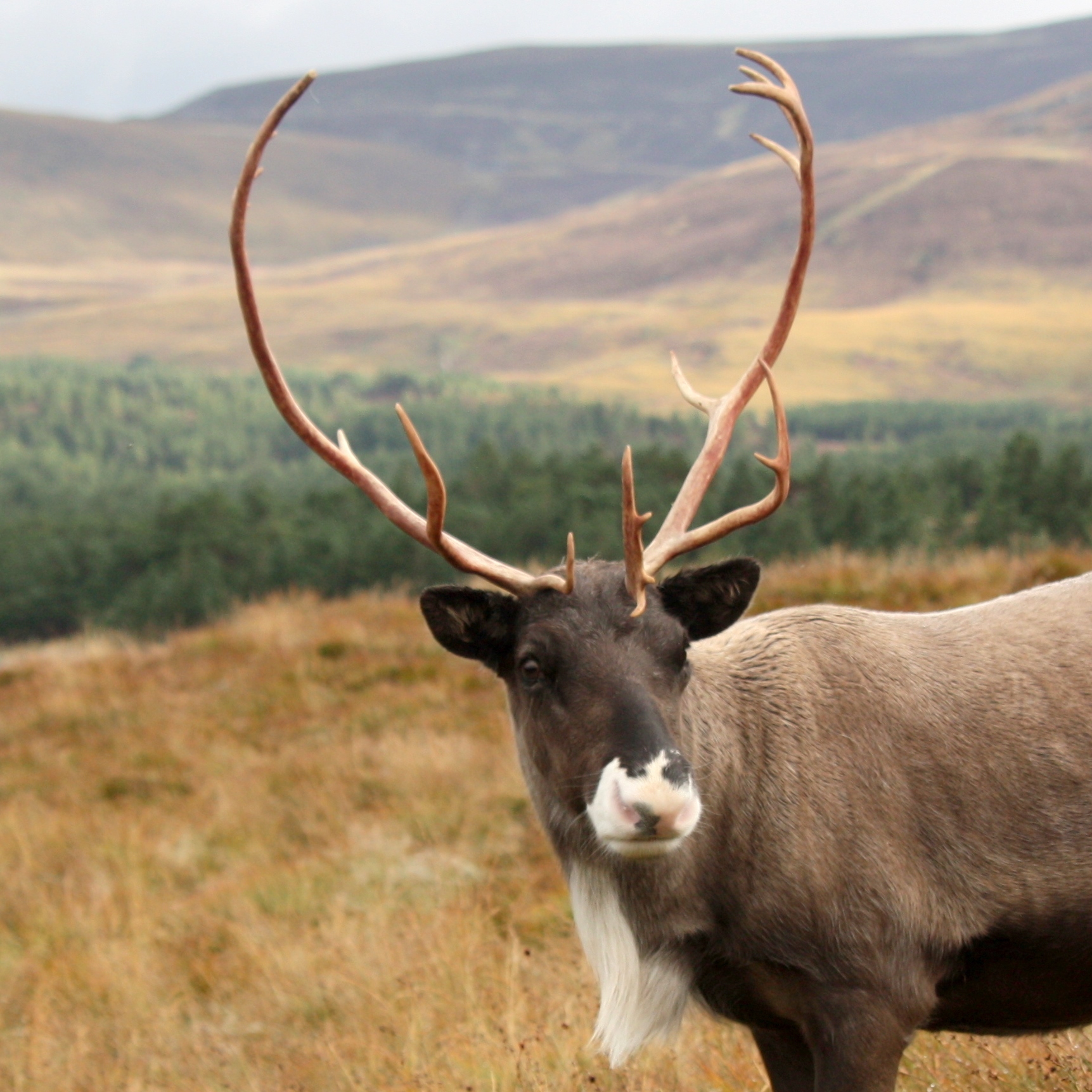 All the colours of the rainbow (Part two) - The Cairngorm Reindeer Herd