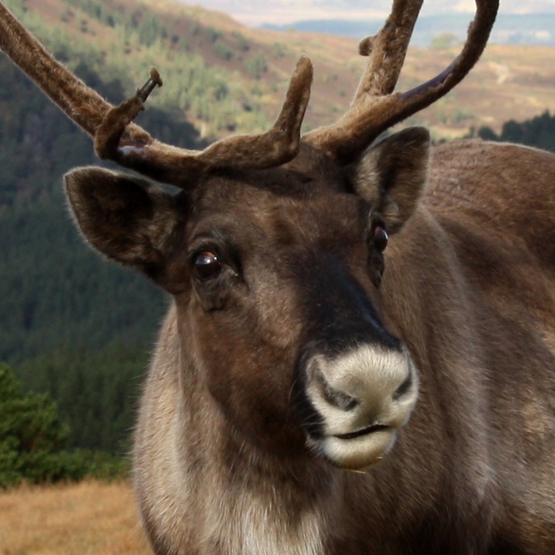 Adopt - The Cairngorm Reindeer Herd