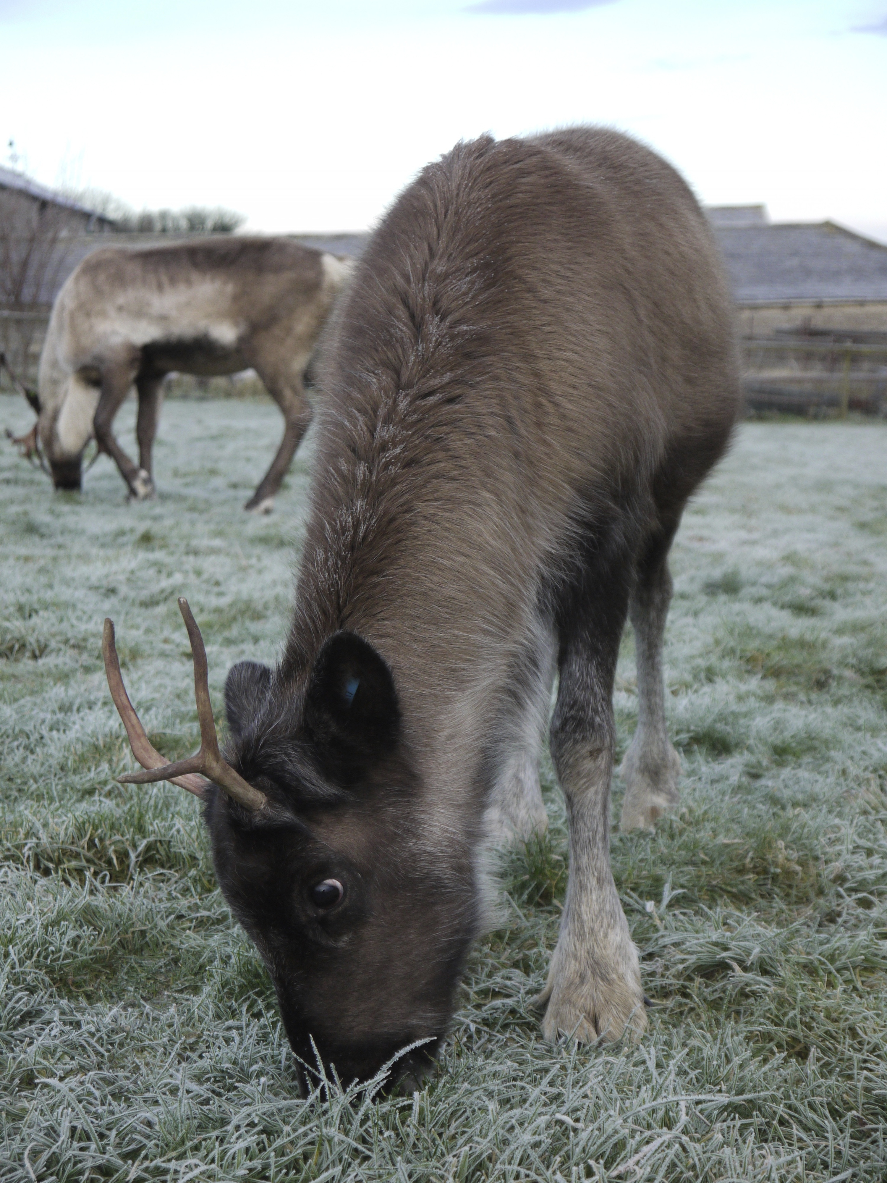 Memorable Reindeer of the Past: Bumble - The Cairngorm Reindeer Herd