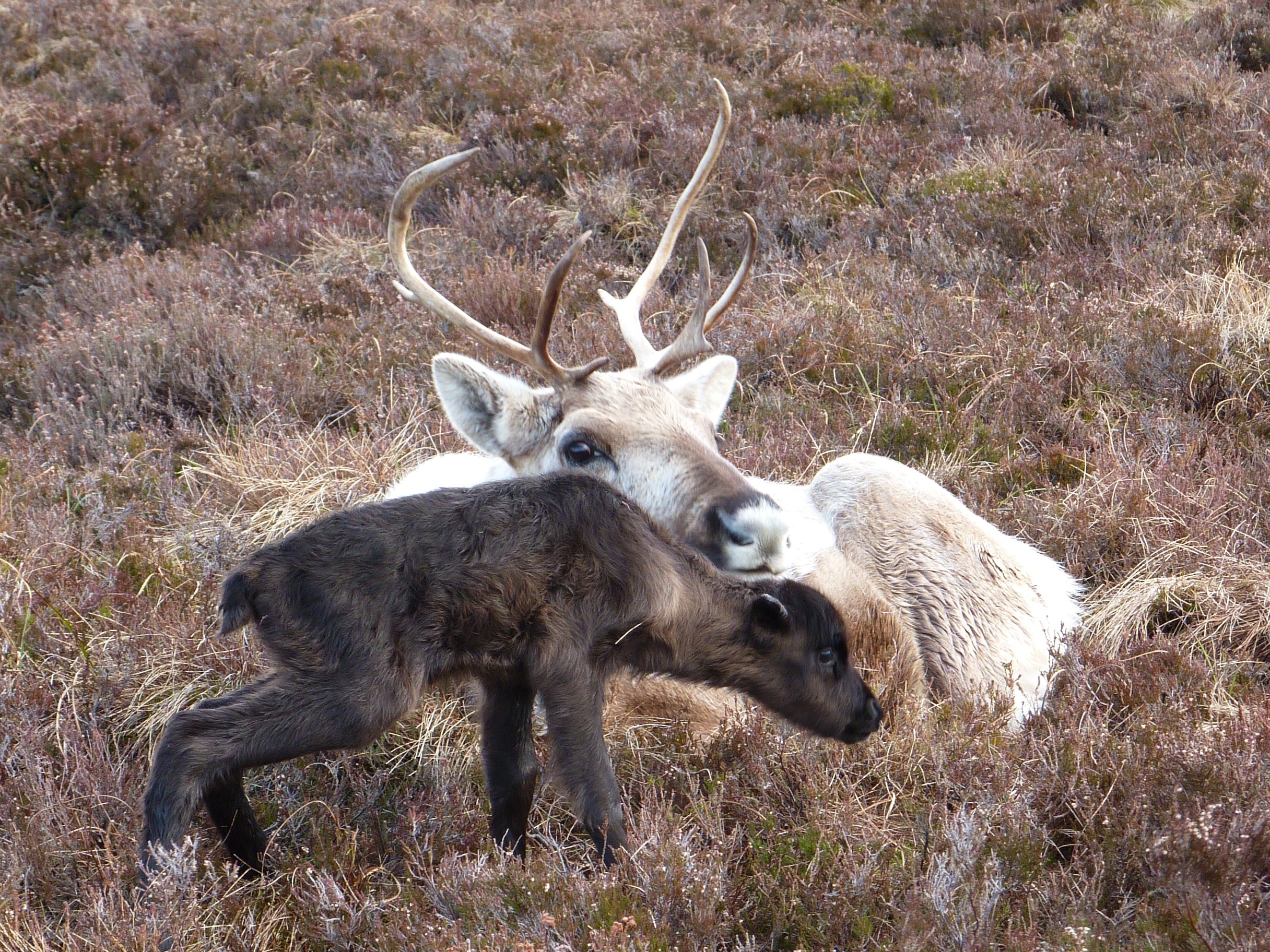 Memorable Reindeer of the Past: Bumble – The Cairngorm Reindeer Herd