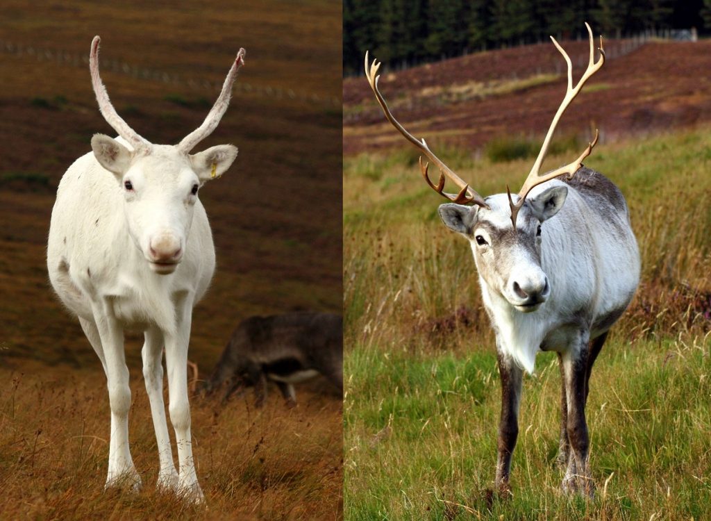 Meeting Snowflake – one of the first white reindeer - The Cairngorm ...