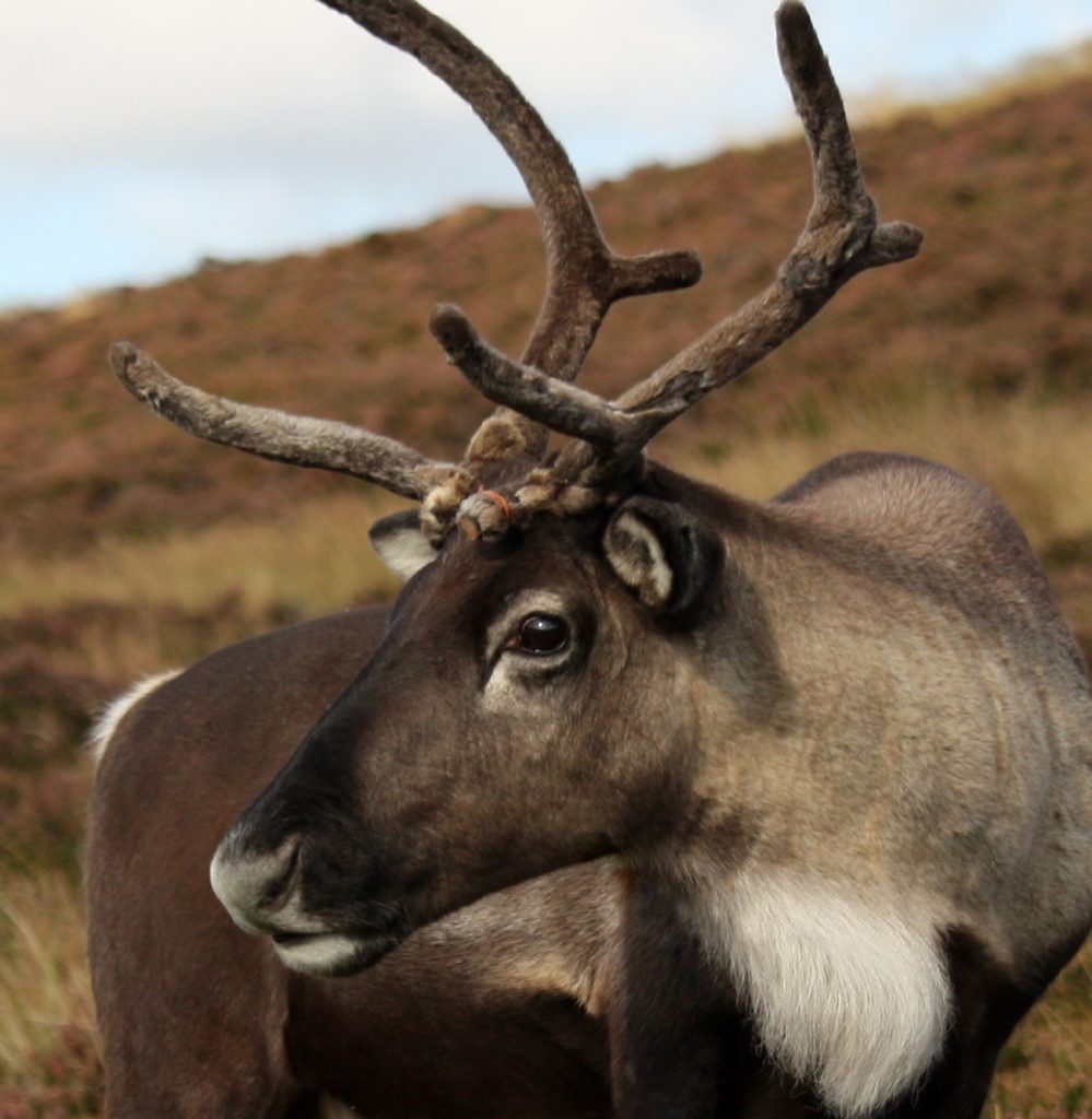 Adopt - The Cairngorm Reindeer Herd