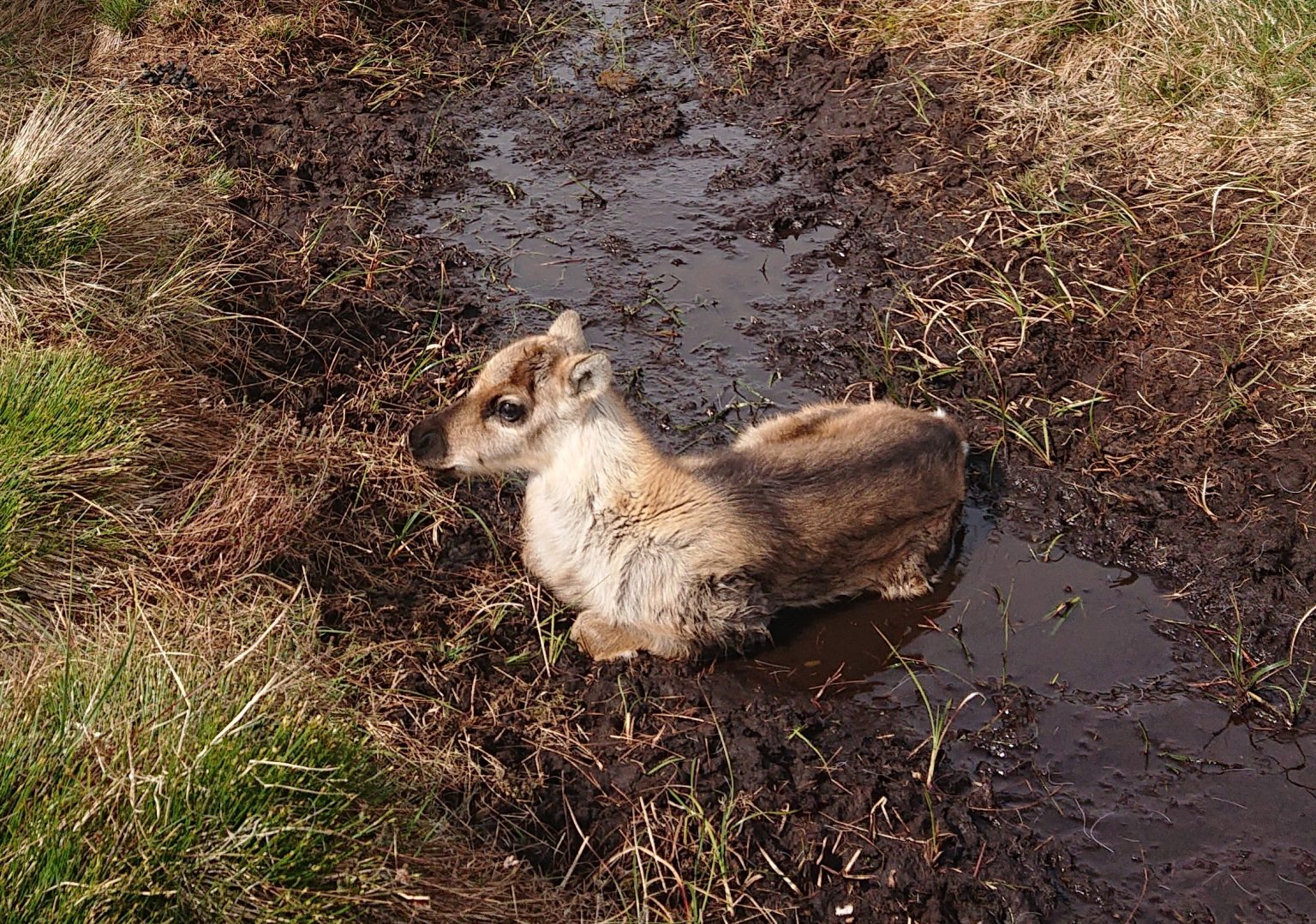 moulting - The Cairngorm Reindeer Herd
