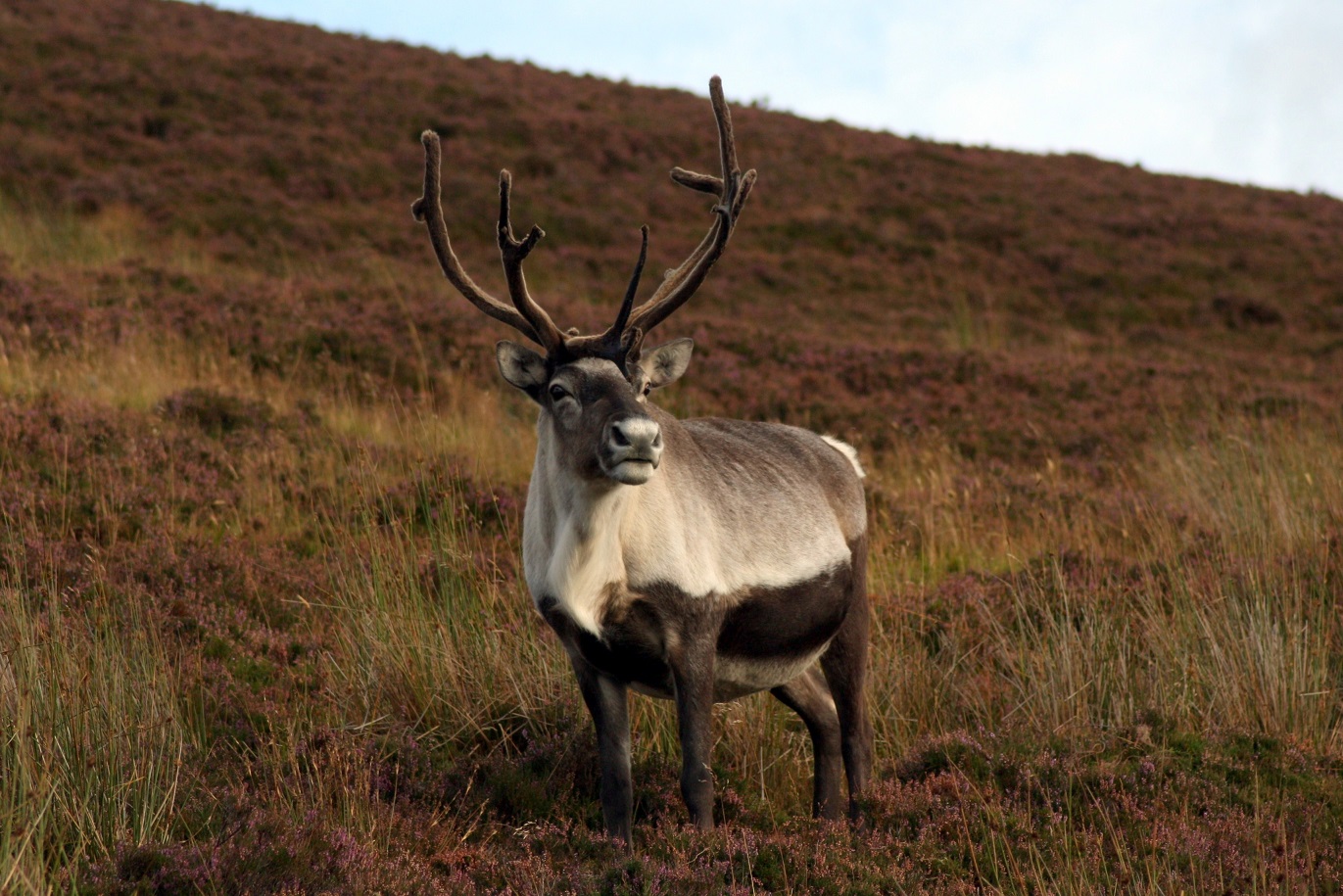 Elvis - The Cairngorm Reindeer Herd