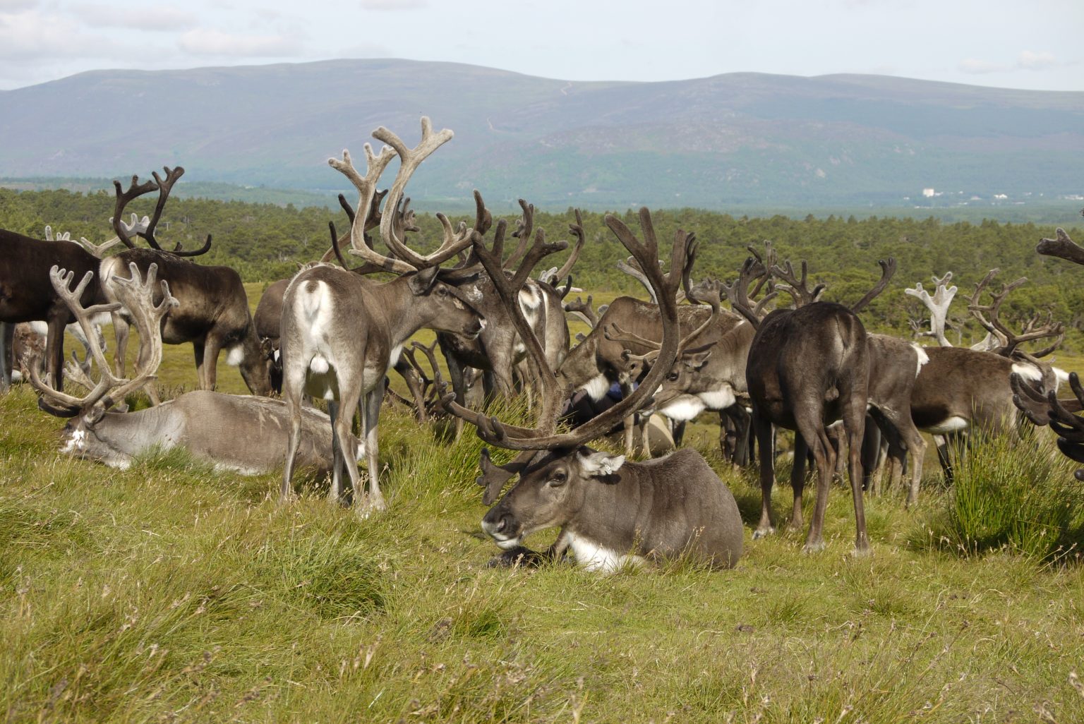 Crann – The Cairngorm Reindeer Herd