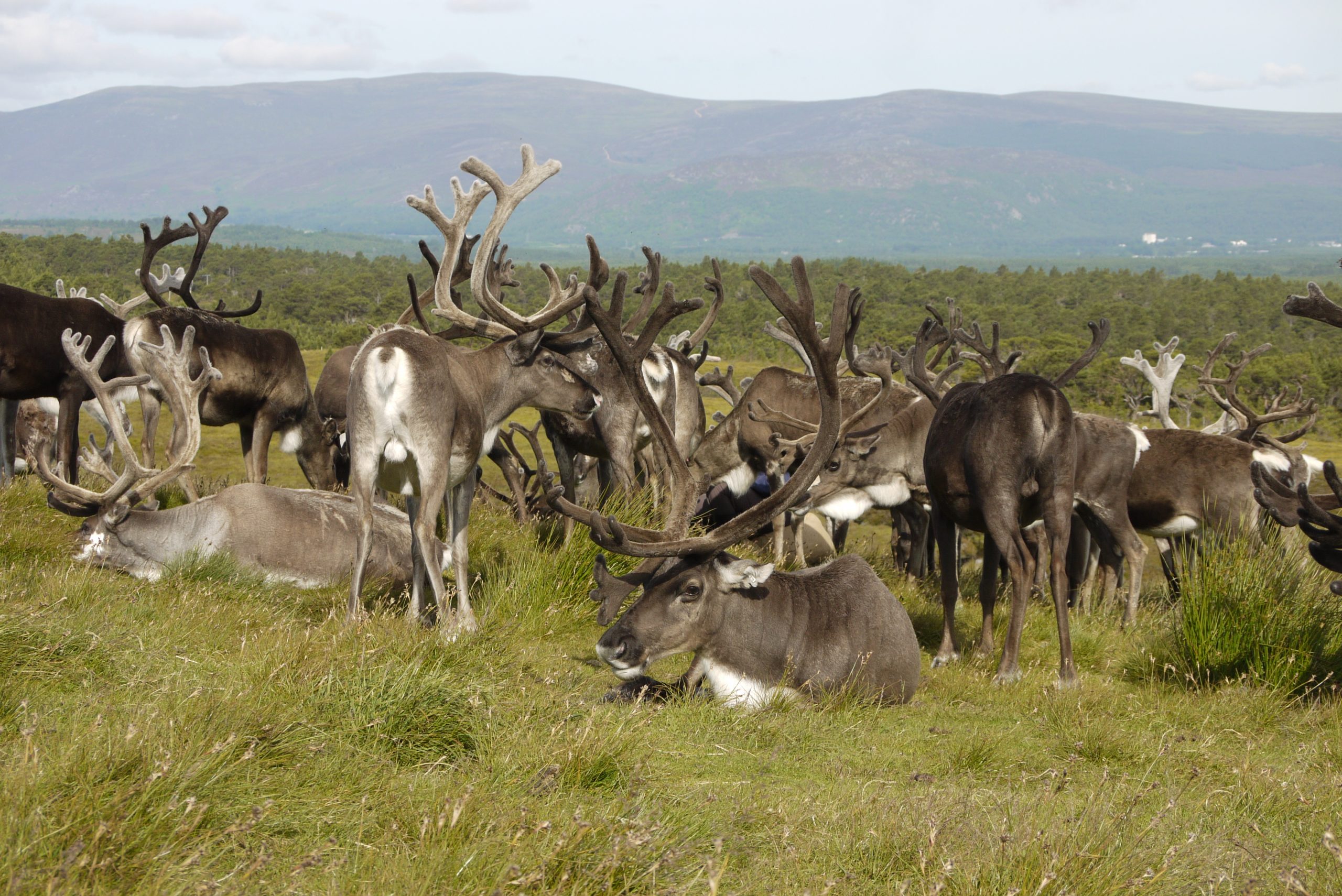 Hot hot hot! - The Cairngorm Reindeer Herd