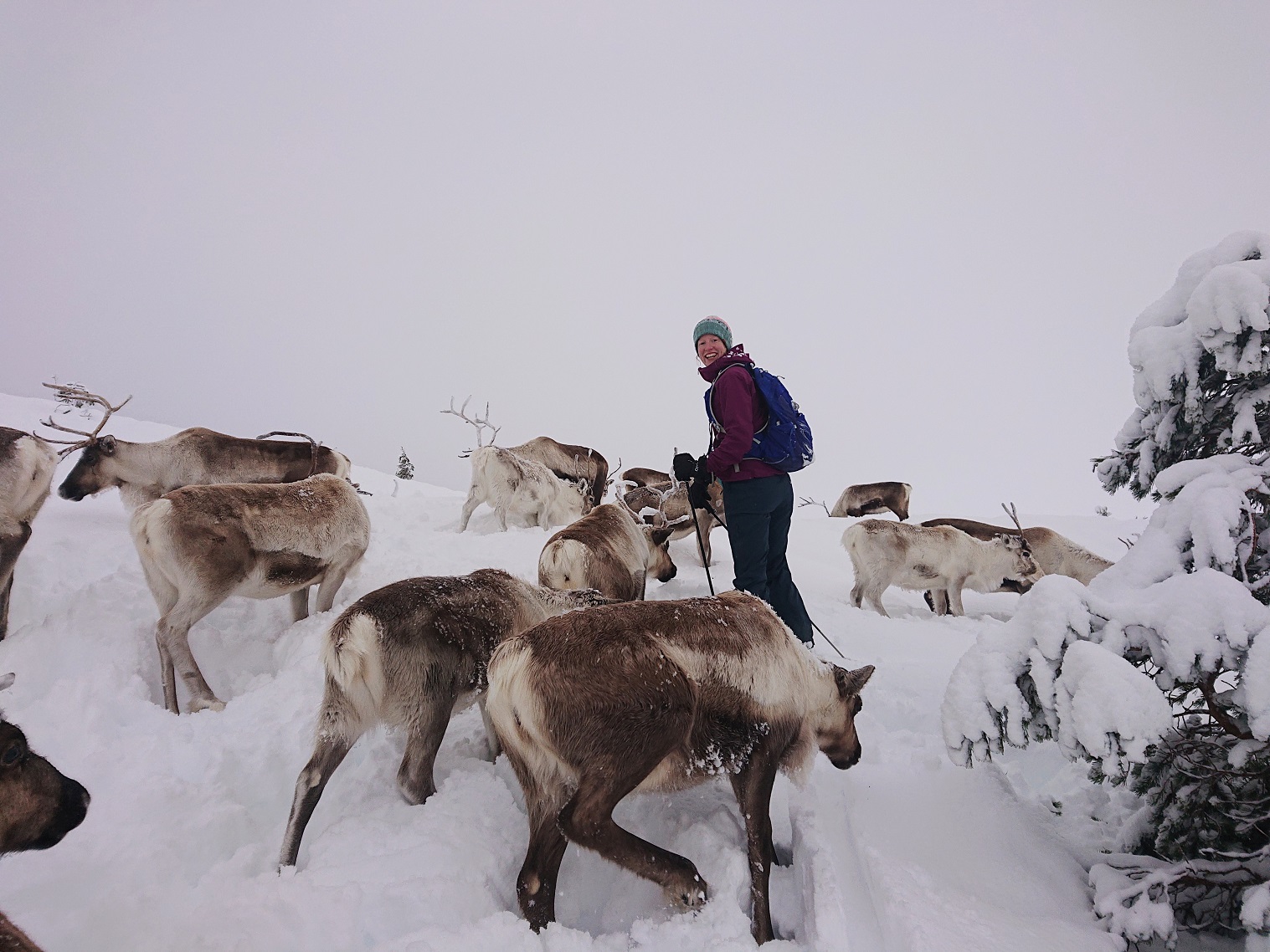 A snowy journey - The Cairngorm Reindeer Herd