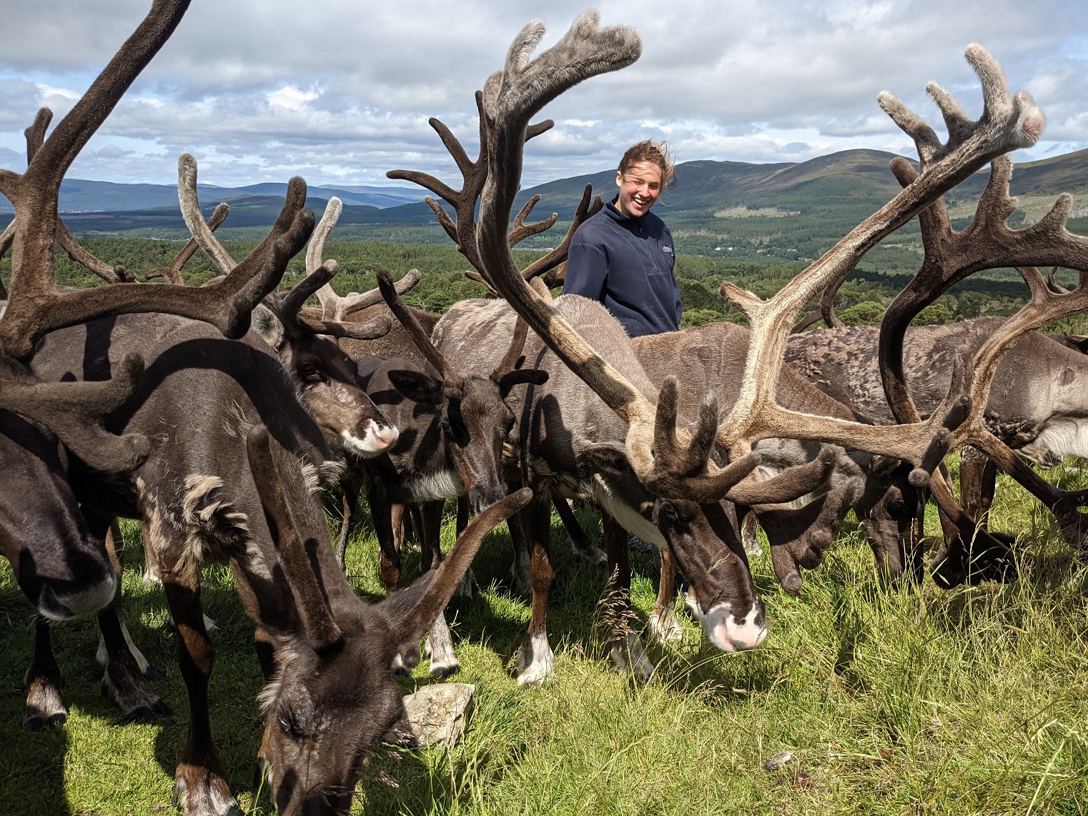 Reach for the sky! How reindeer antlers grow so fast - The Cairngorm ...