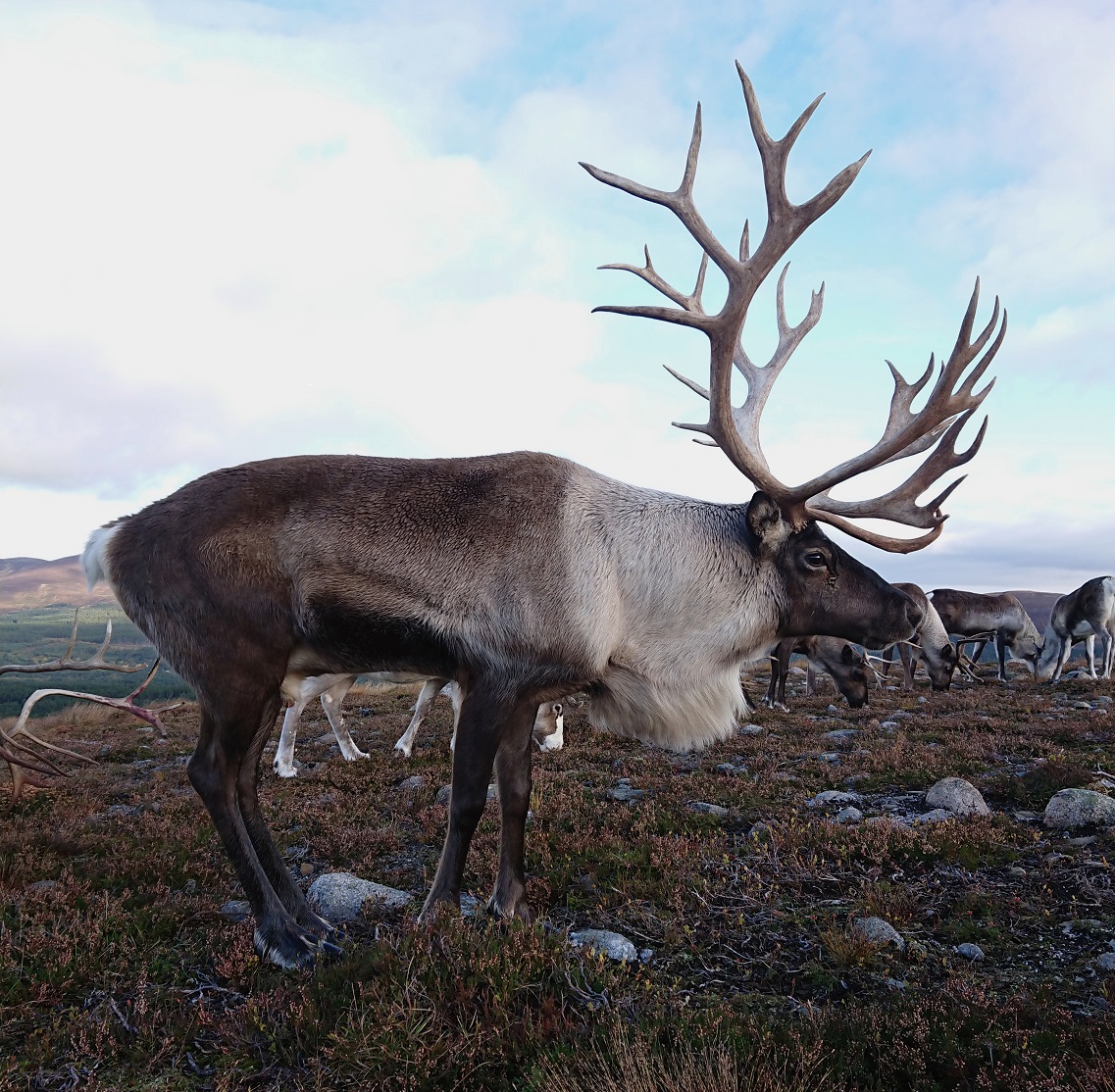 Stinky Boys - The Cairngorm Reindeer Herd