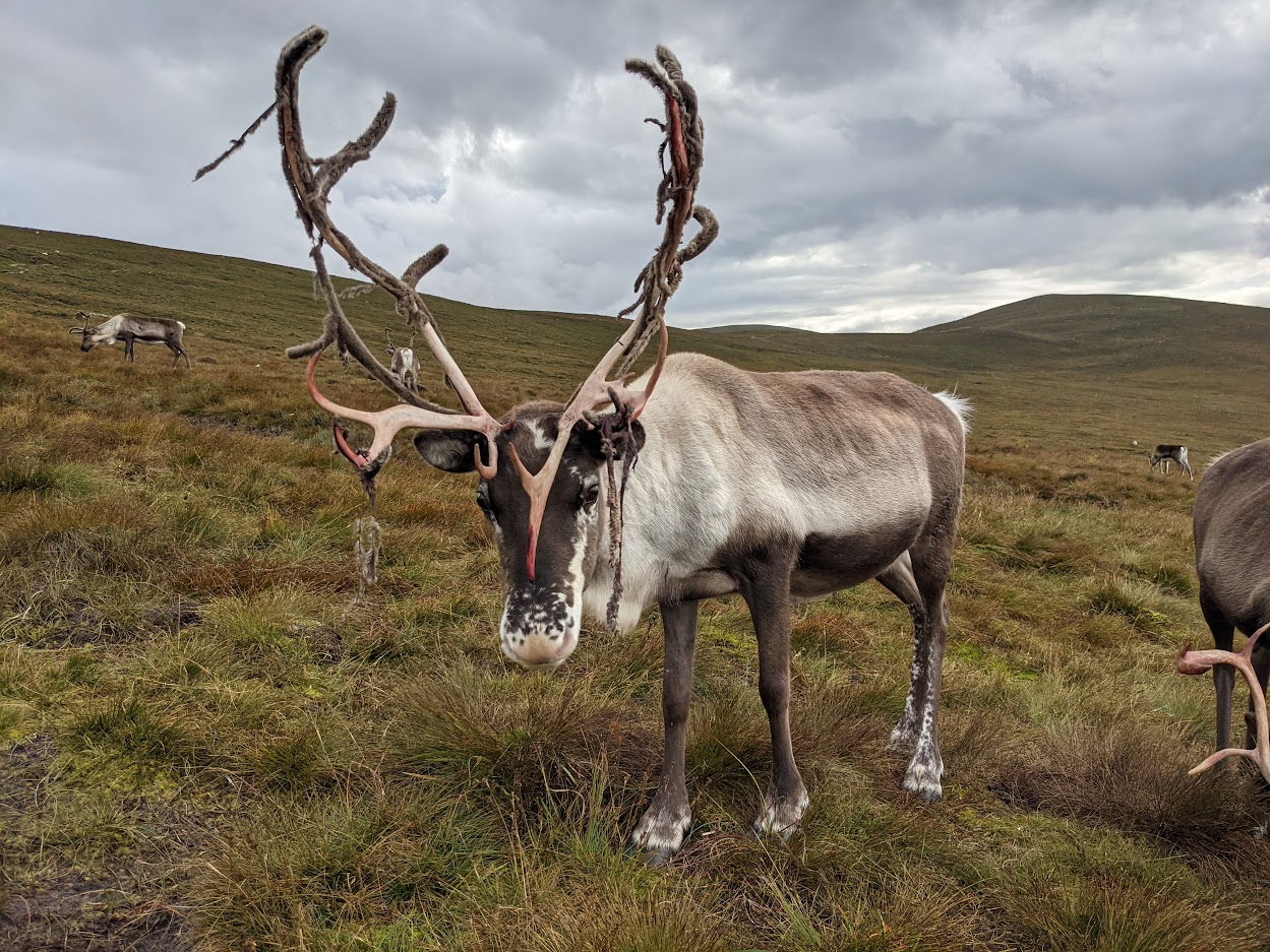 Ever changing reindeer – a photo blog - The Cairngorm Reindeer Herd