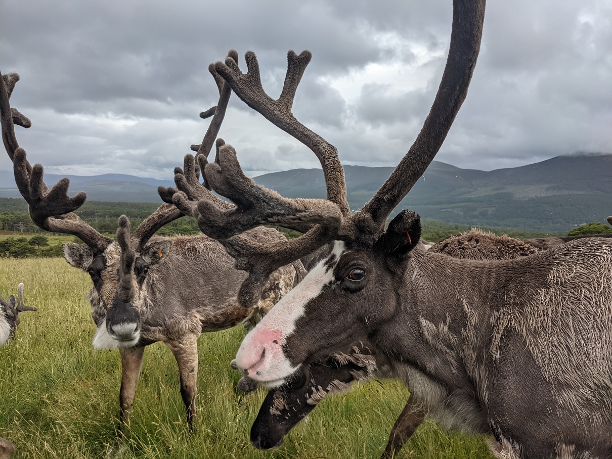 Ever changing reindeer – a photo blog - The Cairngorm Reindeer Herd