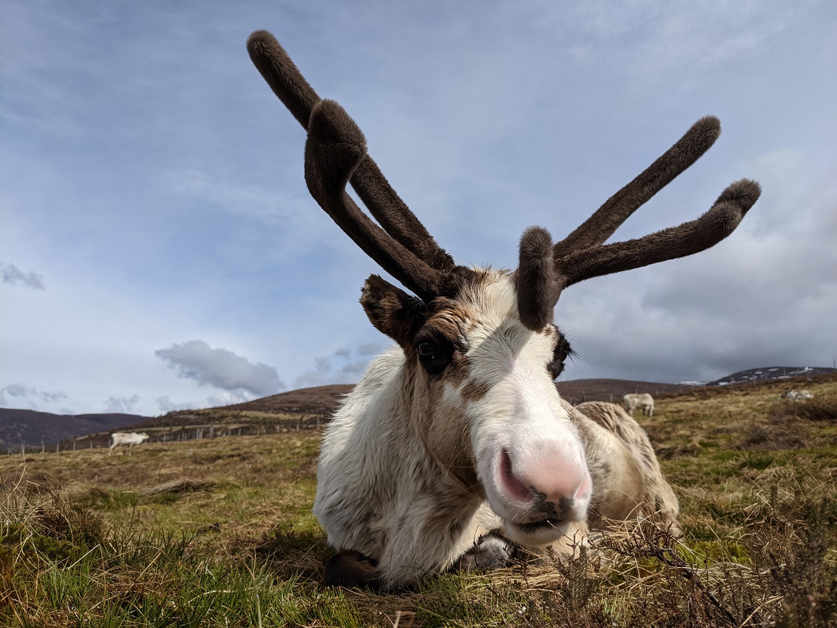 Ever changing reindeer – a photo blog - The Cairngorm Reindeer Herd