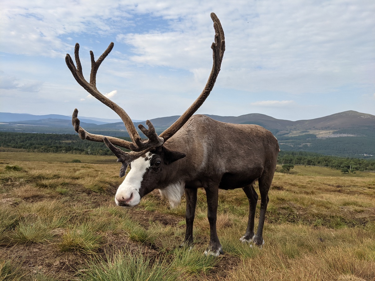 Ever changing reindeer – a photo blog - The Cairngorm Reindeer Herd