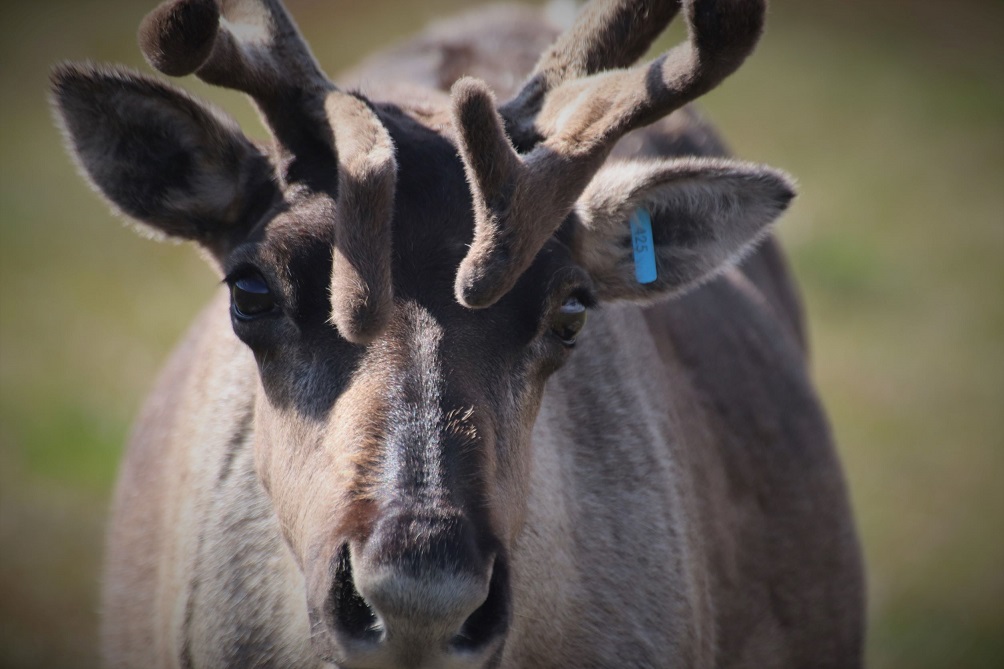 Through The Eyes Of A Reindeer The Cairngorm Reindeer Herd