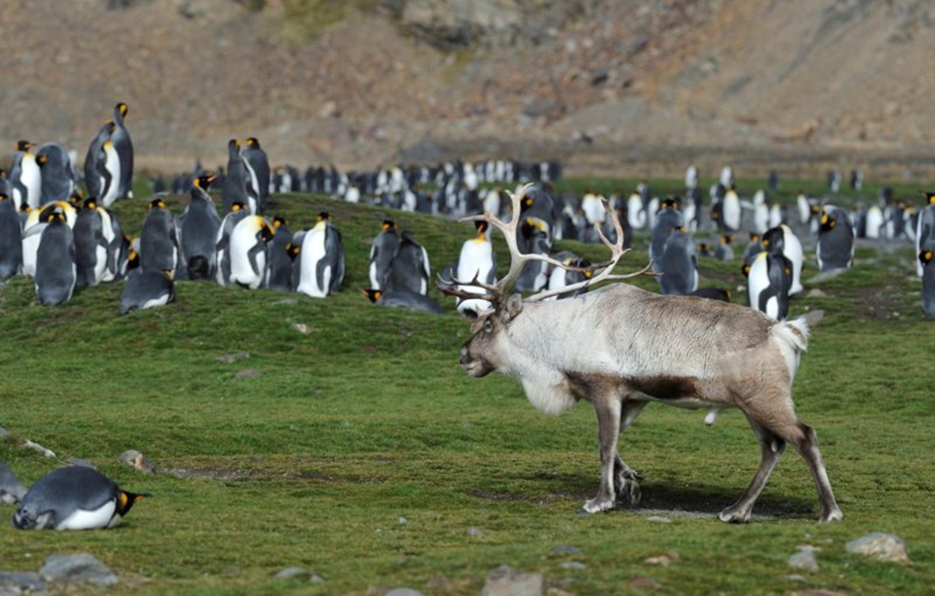 Reindeer in the Southern Hemisphere - The Cairngorm Reindeer Herd