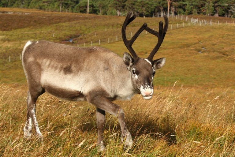 Reindeer Myth Buster - The Cairngorm Reindeer Herd