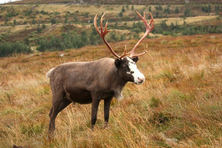 Blog - The Cairngorm Reindeer Herd