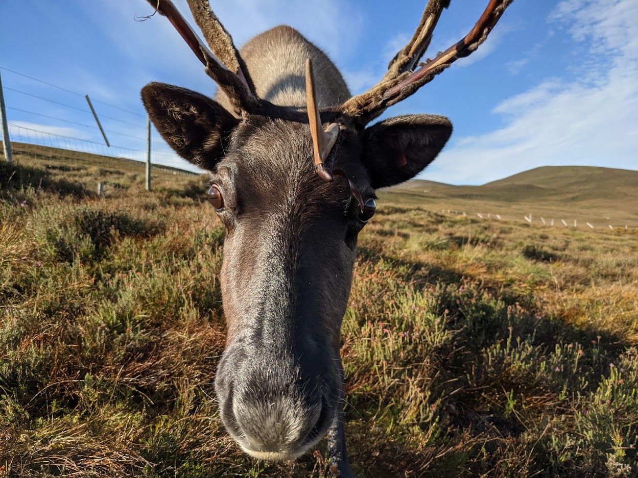2017 calves part 1: Kipling - The Cairngorm Reindeer Herd