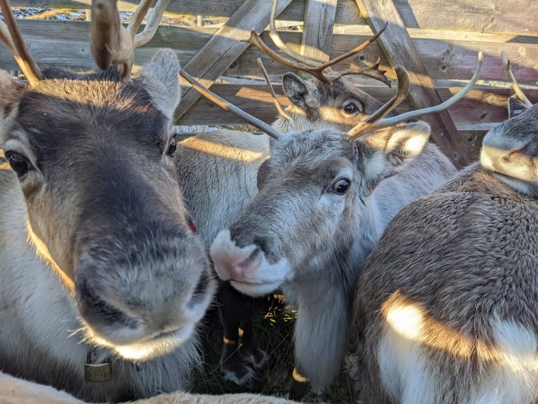 Blog - The Cairngorm Reindeer Herd