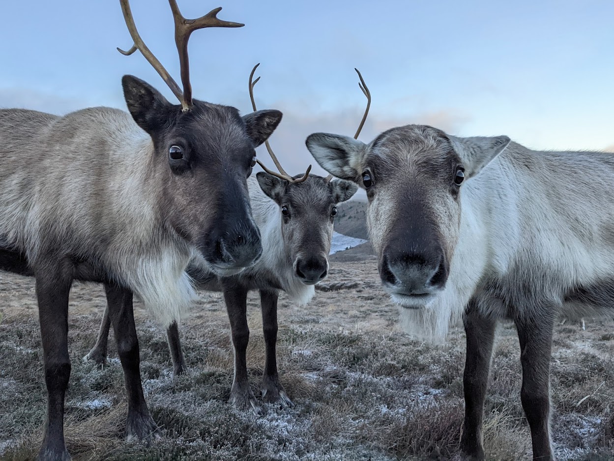 2017 calves part 1: Kipling - The Cairngorm Reindeer Herd